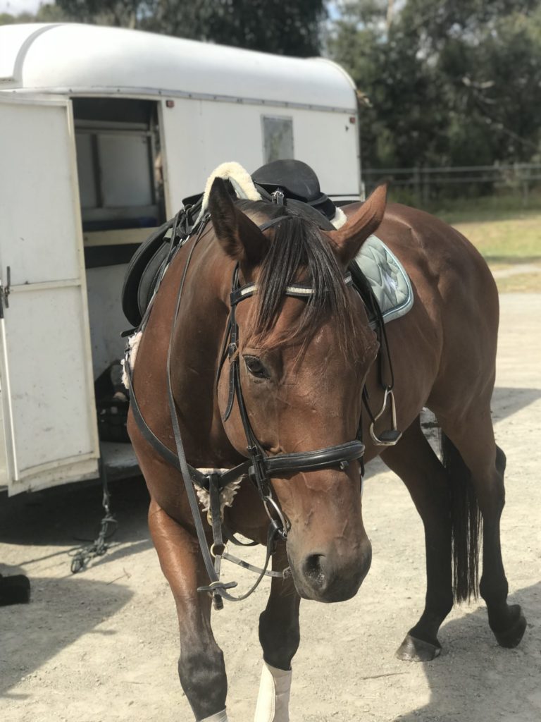 About – Horsey People