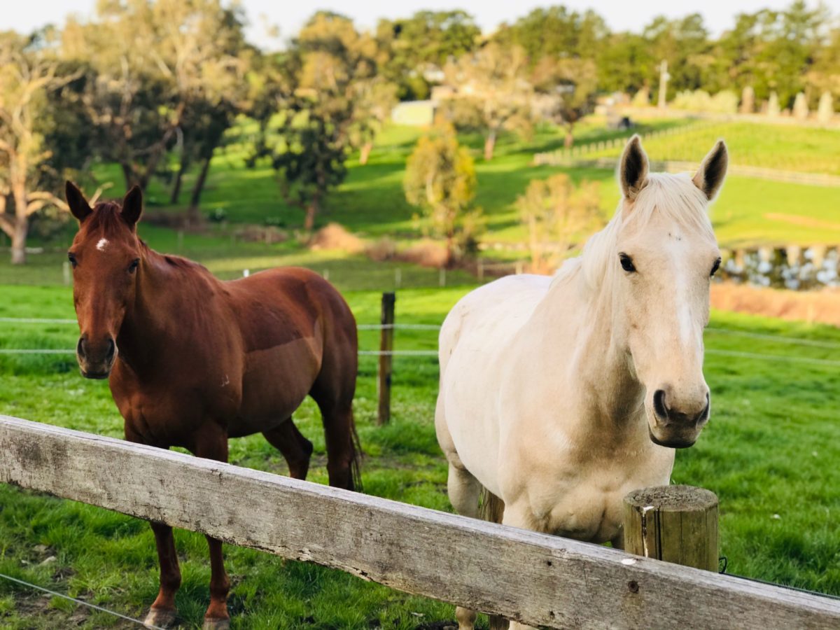 About - Horsey People