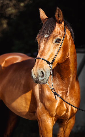 Australia’s Horse & Country Rewards Club | Horsey People